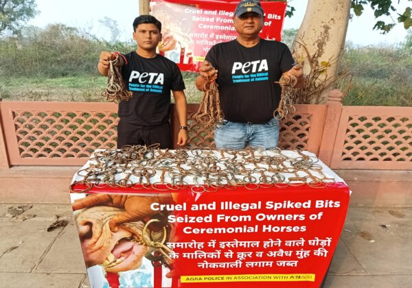 PETA India: India’s Animal Rights Organisation | PETA India
