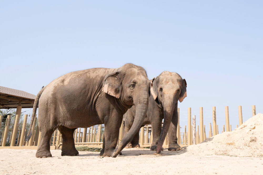 After Killing of Mahout, ISKCON Mayapur Elephants Sent to Vantara for ...