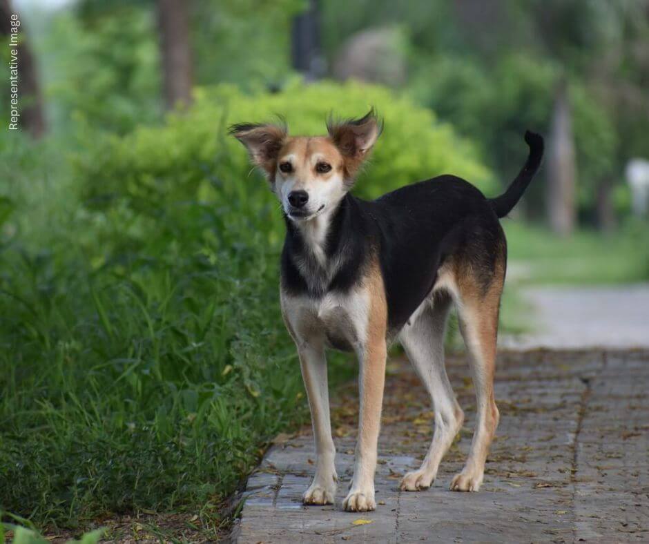 North 24 Parganas: Two Booked for Maiming and Suspected Poisoning of ...