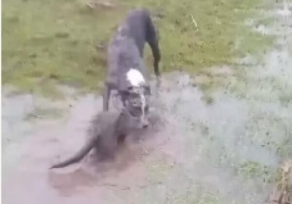 PETA India: India’s Animal Rights Organisation | PETA India