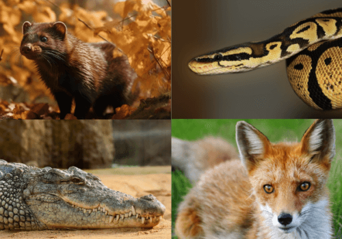 India Bans Export of Reptile Skins & Various Items of Animal Fur ...