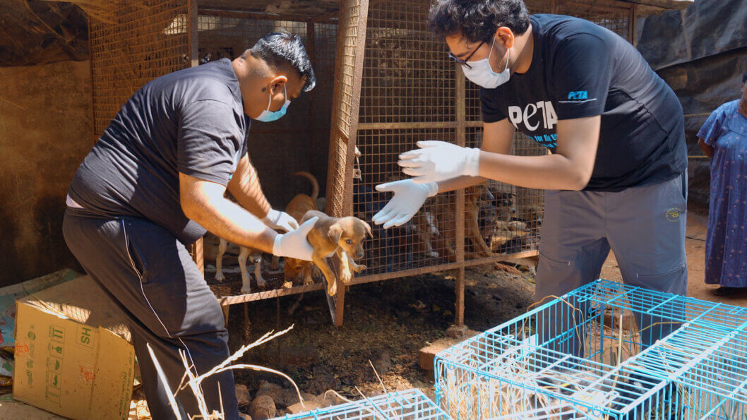 Over 200 Animals Rescued From Illegal Pet Shop and Breeder Following ...