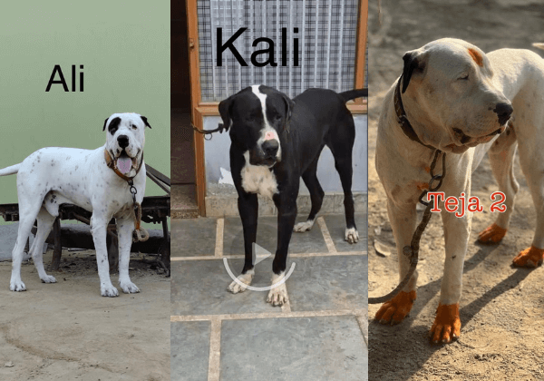 Illegal Dog Fighting Event Called Off in Sonipat, Following PETA India ...