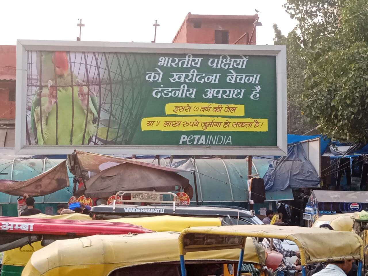 Caging Birds? You Could End Up Behind Bars for Committing Wildlife ...