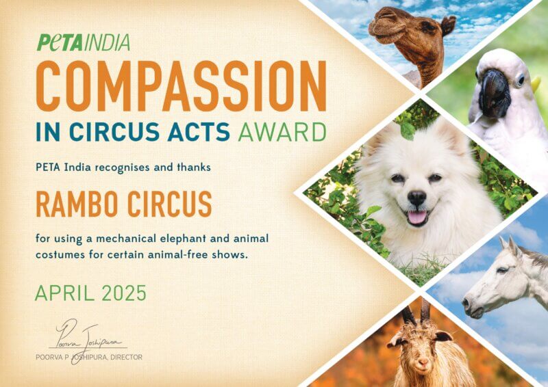 Rambo Circus Wins PETA India Award for Introducing Robotic Elephant ...