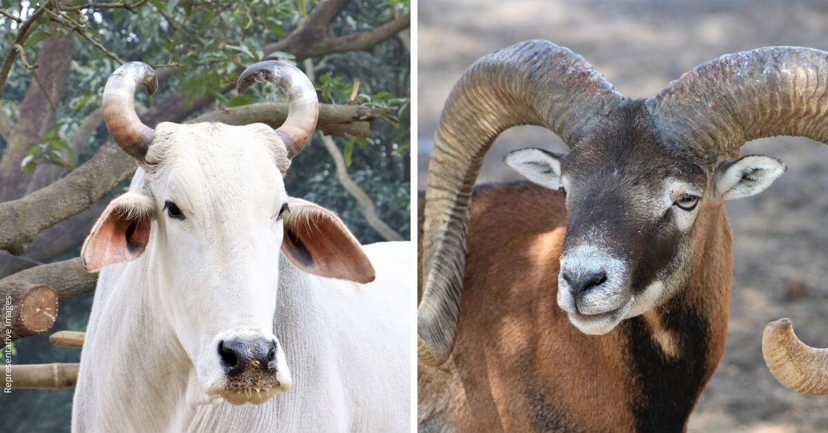 Victory: Eight Illegal Ram Fights and Five Bullock Cart Races Prevented ...