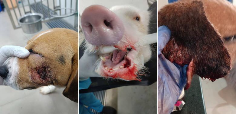 In Historic First, FIR Registered Against Animal Experimentation ...