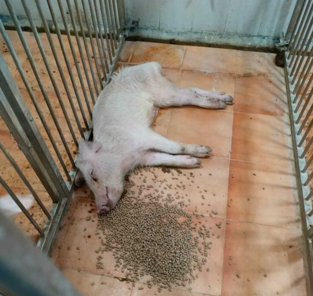In Historic First, FIR Registered Against Animal Experimentation ...