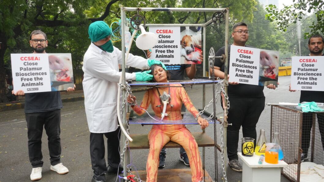 PETA India Director Experimented On in Demand for Rescue of 1200 ...