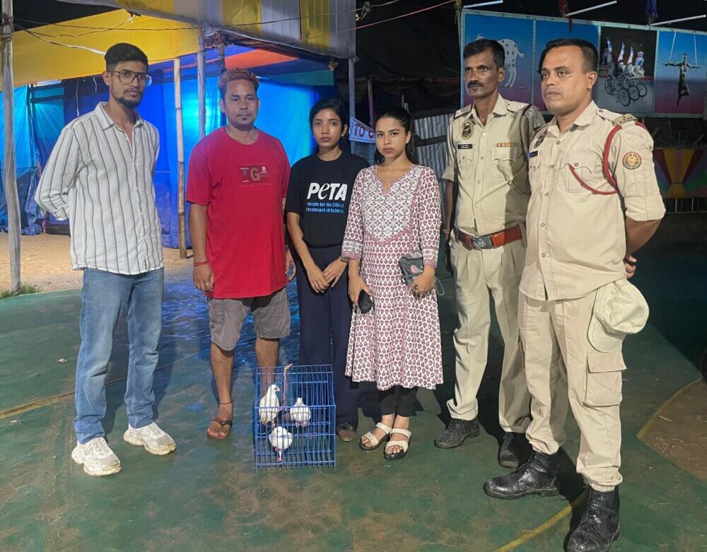 Guwahati: White Doves and Goat Rescued From North East Sun Circus ...