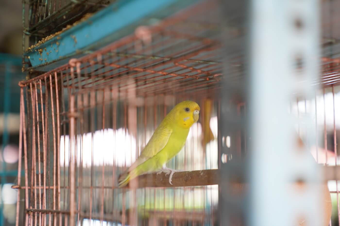 Udupi: Nearly 100 More Animals Rescued From Illegal Hoarding Hellhole ...