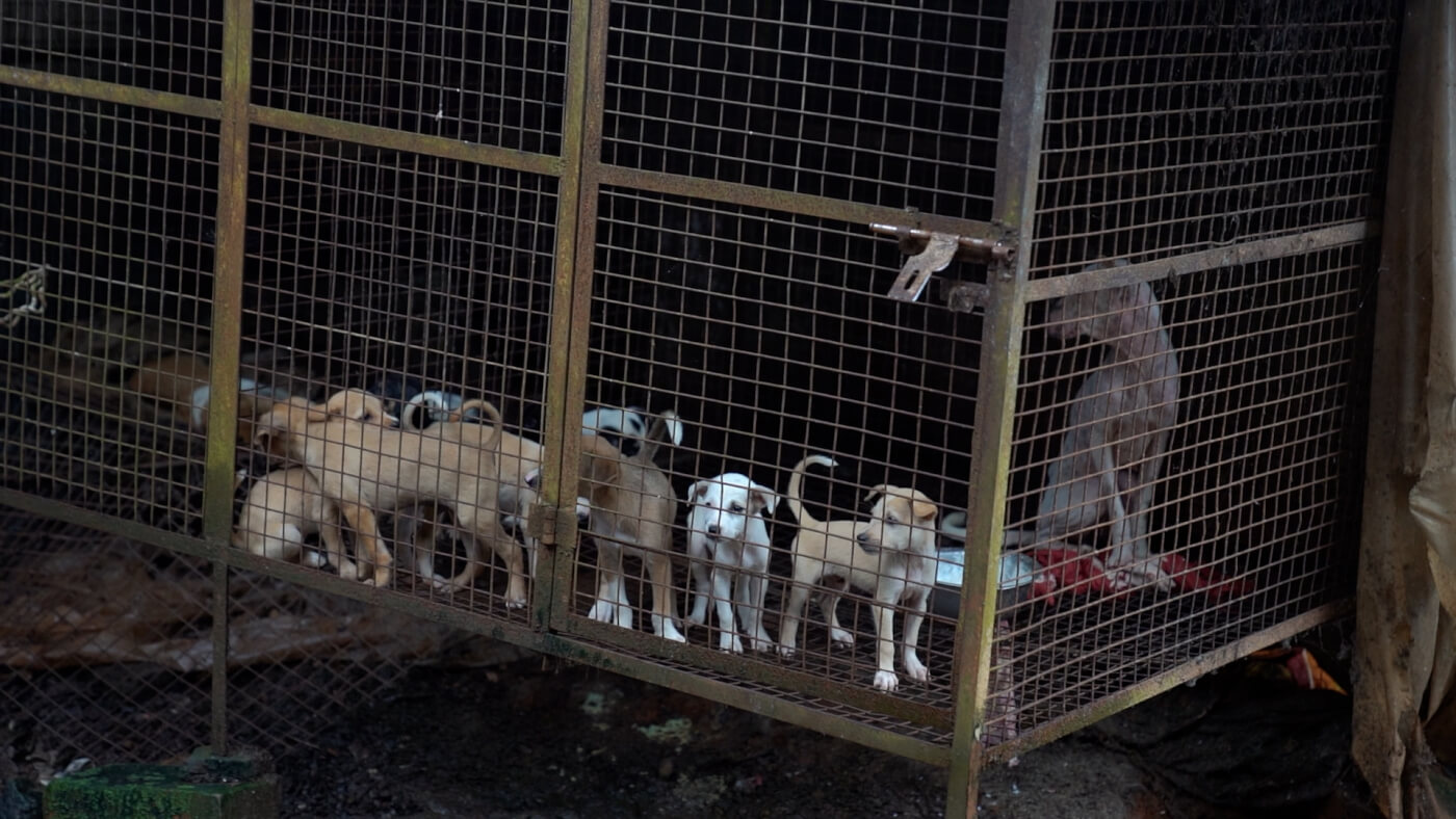 Udupi: Nearly 100 More Animals Rescued From Illegal Hoarding Hellhole ...