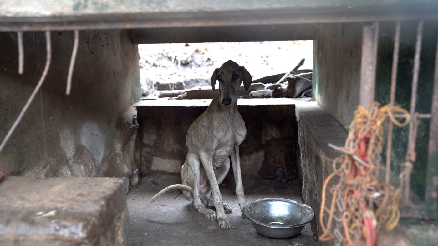 Udupi: Nearly 100 More Animals Rescued From Illegal Hoarding Hellhole ...