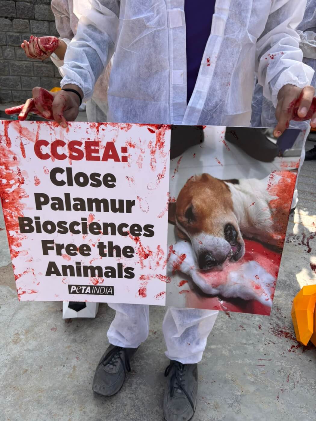 Blood on Their Hands: PETA India’s ‘Beagles’ Urge Immediate Rescue of ...