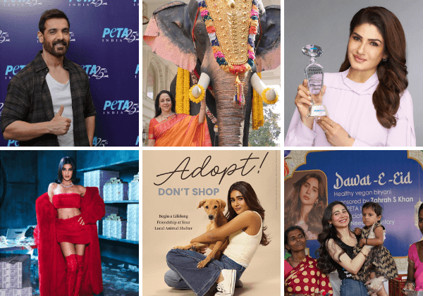 PETA इंडिया ने सुप्रीम कोर्ट में याचिका दायर कर कुत्तों के लिए अंतिम ...