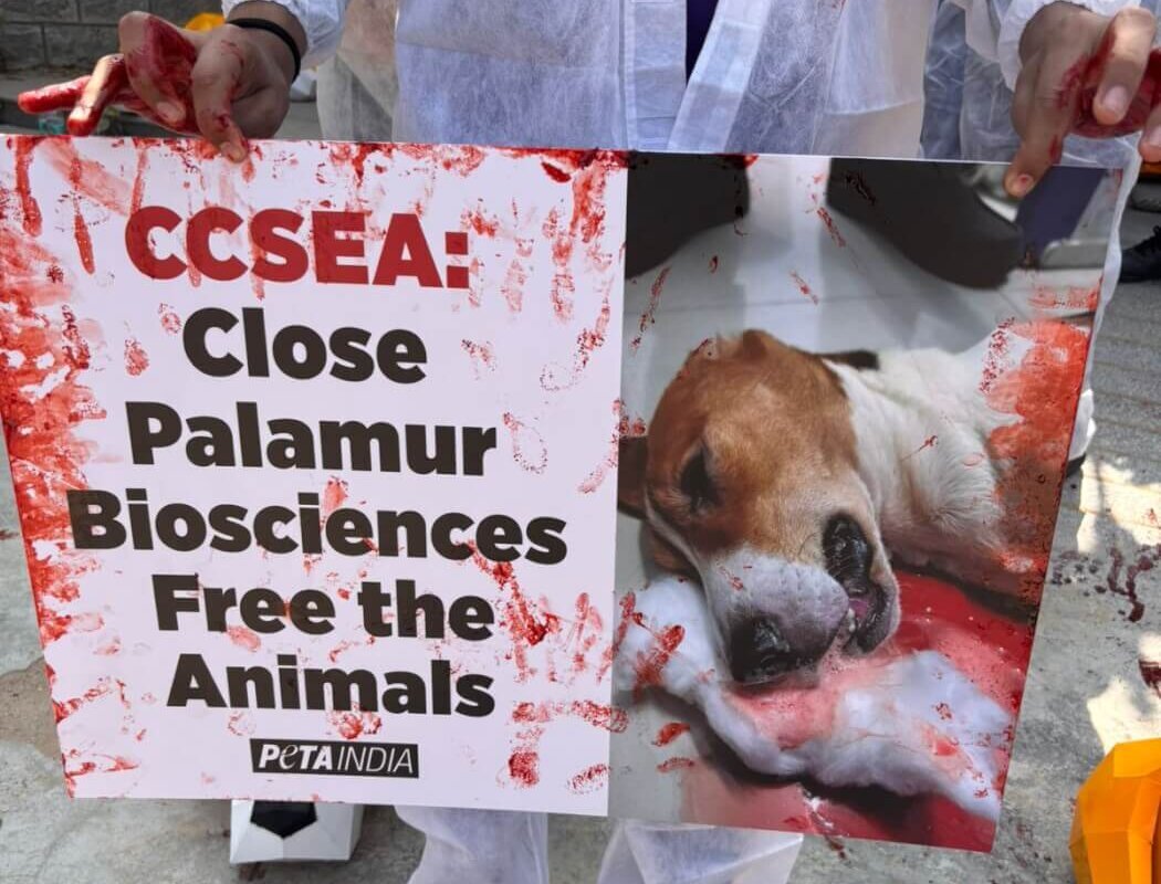Turning Streets into Statements: How PETA India’s Demonstrations ...