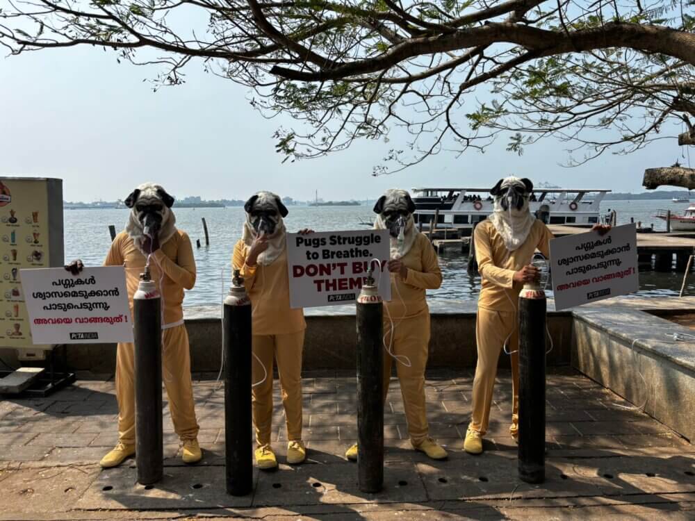 ‘Pugs’ Wearing Breathing Apparatus Warn Kochi Residents That Flat-Faced ...