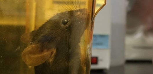 VICTORY! Oreo Maker Stops Funding Experiments on Animals After PETA ...