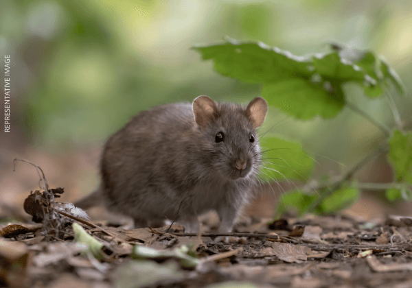 US EPA Collaborations with PETA Scientists Spare Animals from Testing ...