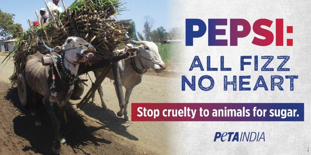 Pepsi Funds Bull Abuse in Sugar Industry—PETA India’s New Sky-High ...